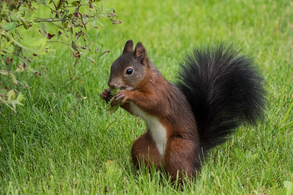 Bei uns im Garten Foto & Bild | tiere, natur Bilder auf fotocommunity