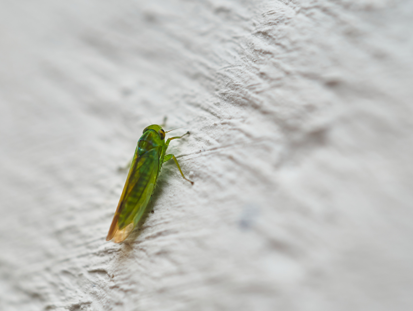 Beifuß-Blattzikade (Chlorita paolii) Foto & Bild | natur, insekten ...