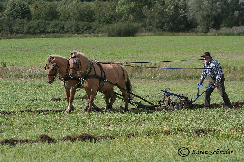 Beim Ackerpflügen Foto & Bild | tiere, haustiere, pferde, esel ...