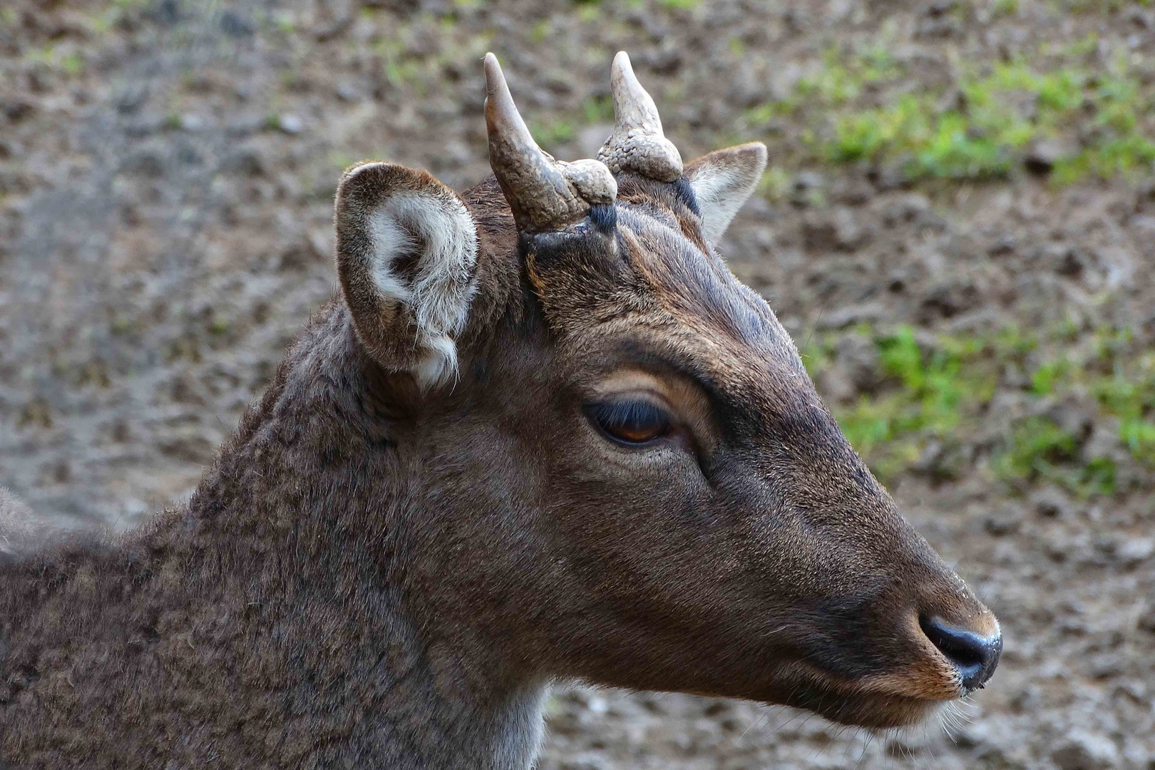 Beim Damwild spriesst das Geweih Foto & Bild | tiere, ku nat, natur ...