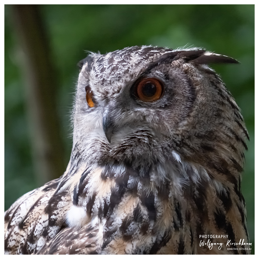 Beim Falkner Foto & Bild | tiere, zoo, wildpark & falknerei, vögel Bilder auf fotocommunity
