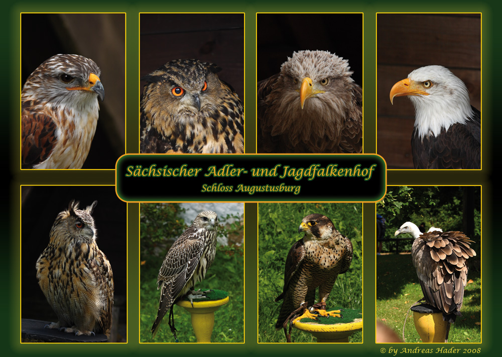 Beim Falkner Foto & Bild | karten und kalender, karten, spezial Bilder ...