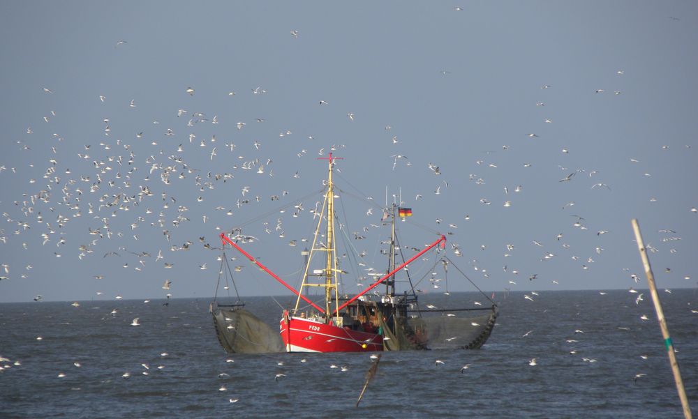 -Beim Fang- Foto & Bild | sonstiges, natur und technik, fischfang ...