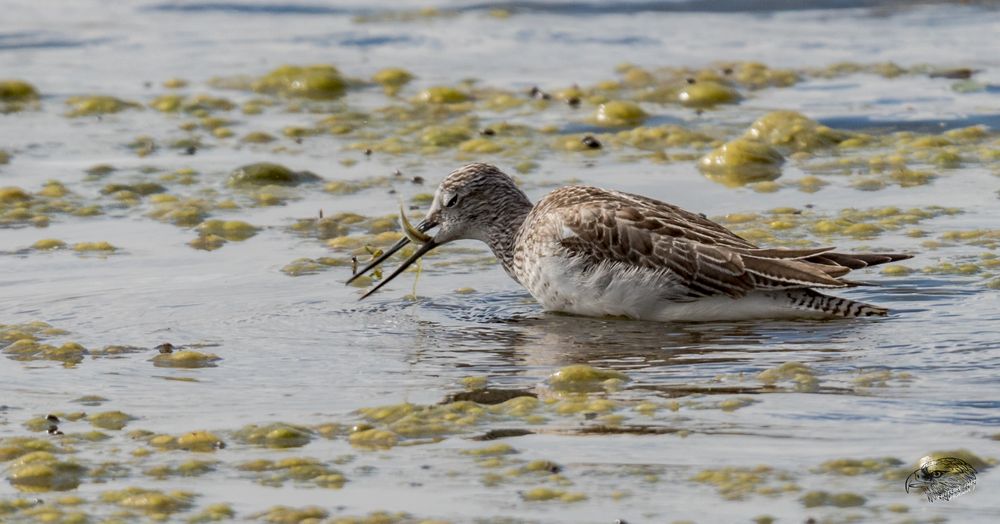 Beim Fische fangen Foto & Bild | tiere, wildlife, wild lebende vögel ...
