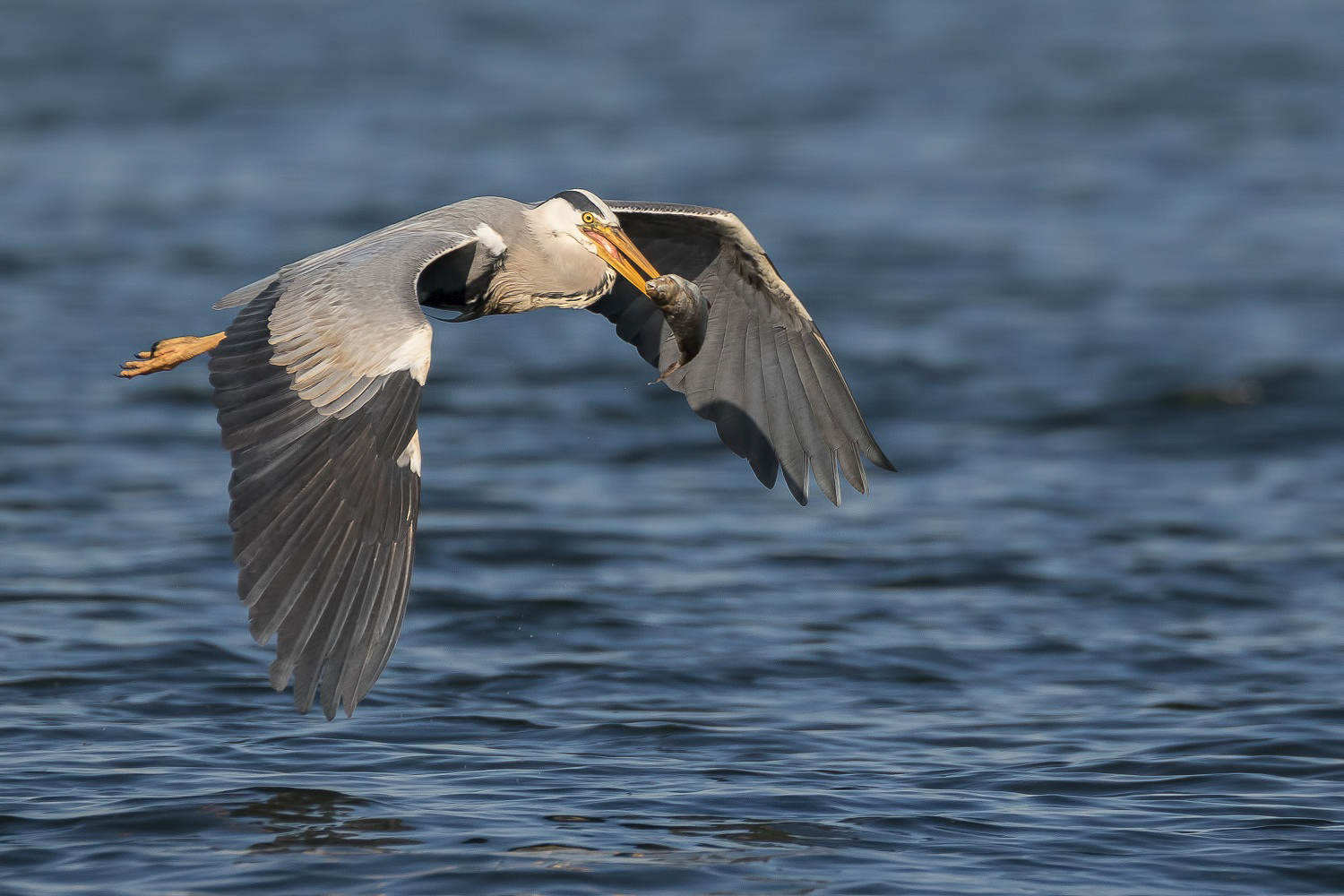 Beim Fischen ,,, Foto & Bild | natur, tiere, vögel Bilder auf fotocommunity