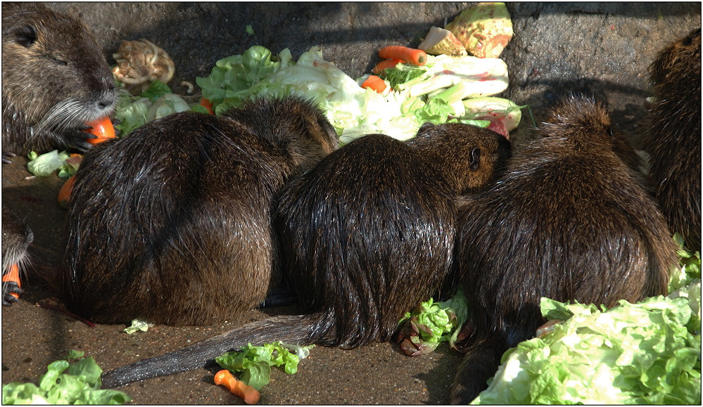 beim Fressen ... Foto & Bild | tiere, zoo, wildpark & falknerei ...