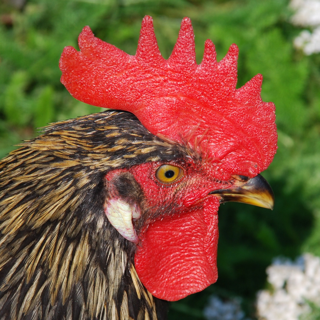 beim "Kamm des Hahnes"... Foto & Bild | tiere, haustiere, nutztiere ...