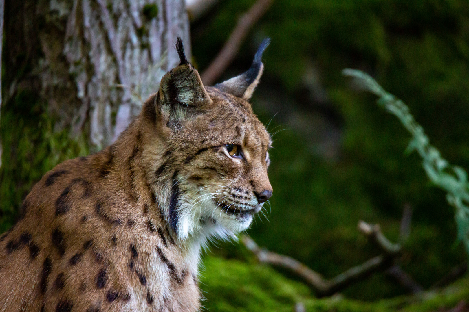 Beim Luchs Foto & Bild | tiere, zoo, wildpark & falknerei, säugetiere ...