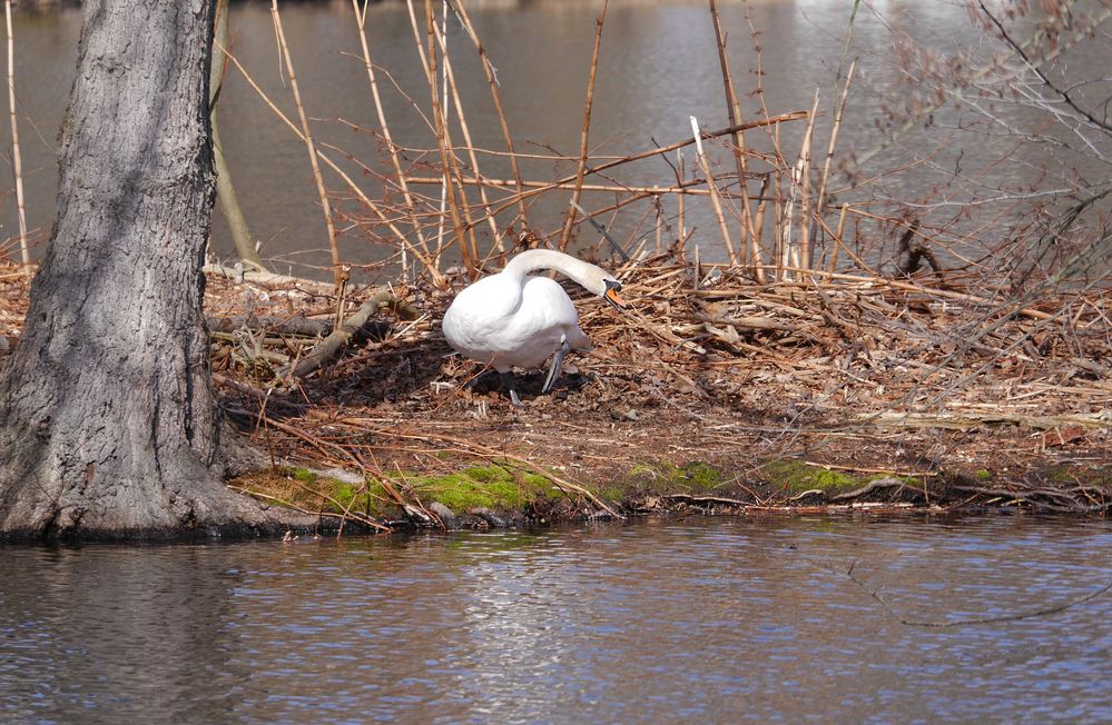 beim Nestbau Foto & Bild | tiere, wildlife, wild lebende vögel Bilder auf fotocommunity
