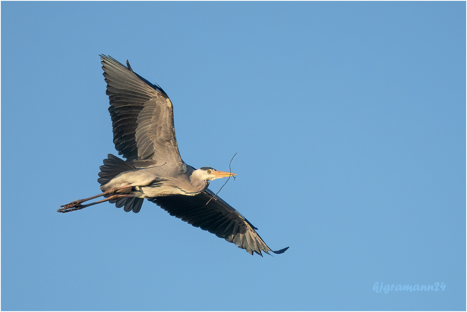 beim nestbau .... Foto & Bild | spezial, natur, tiere Bilder auf fotocommunity