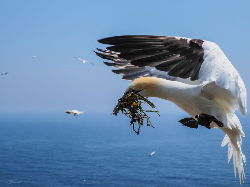 Beim Nestbau Foto & Bild | world, natur, vögel Bilder auf fotocommunity