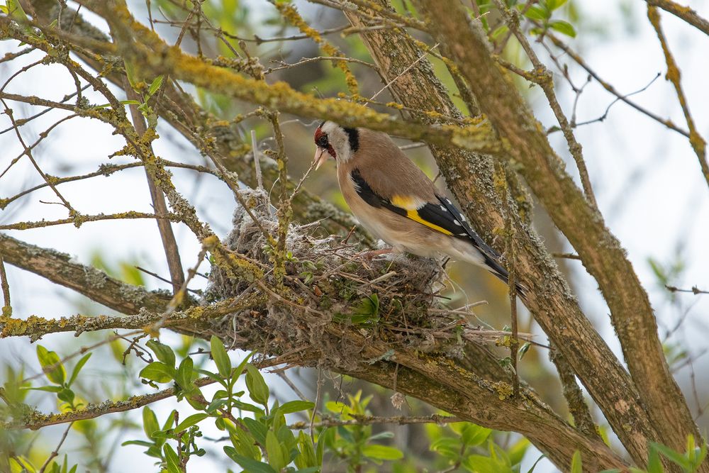beim Nestbau Foto & Bild | tiere, wildlife, wild lebende vögel Bilder auf fotocommunity