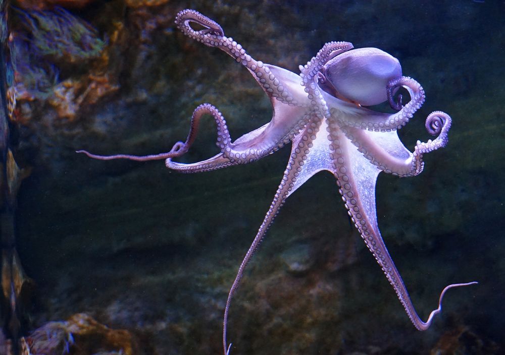 Beim Oktopus Foto & Bild | world, natur, europa Bilder auf fotocommunity