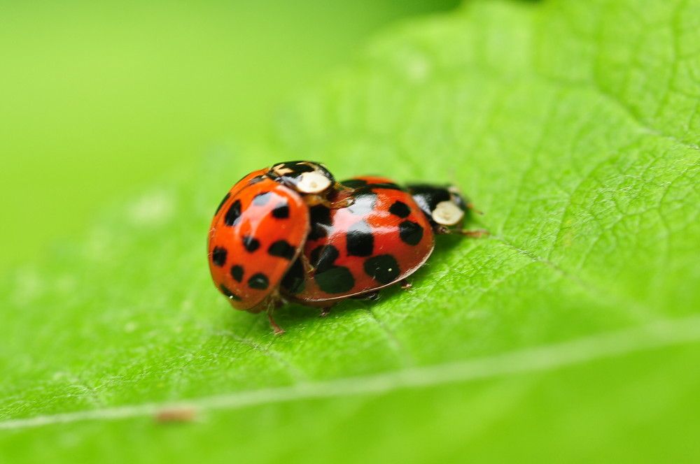 Beim poppen erwischt...grins!!! Foto & Bild | tiere, wildlife, insekten ...