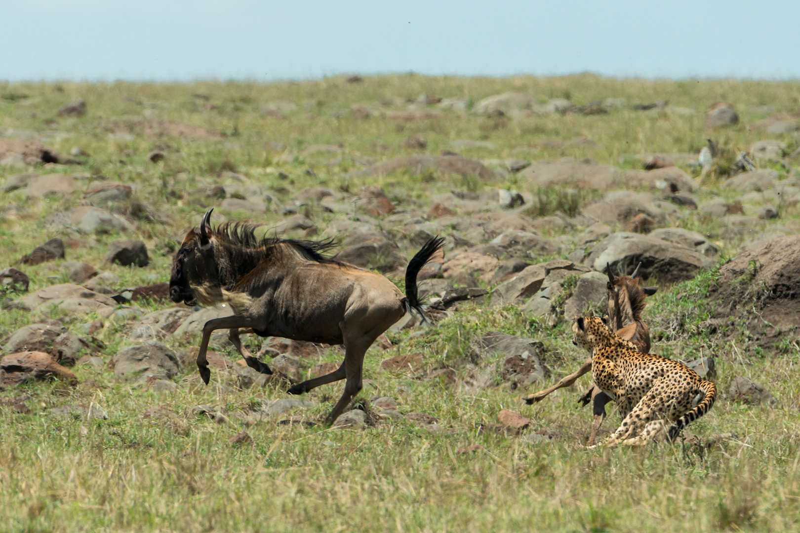 Beinahe erwischt Foto & Bild | natur, afrika, tiere Bilder auf ...