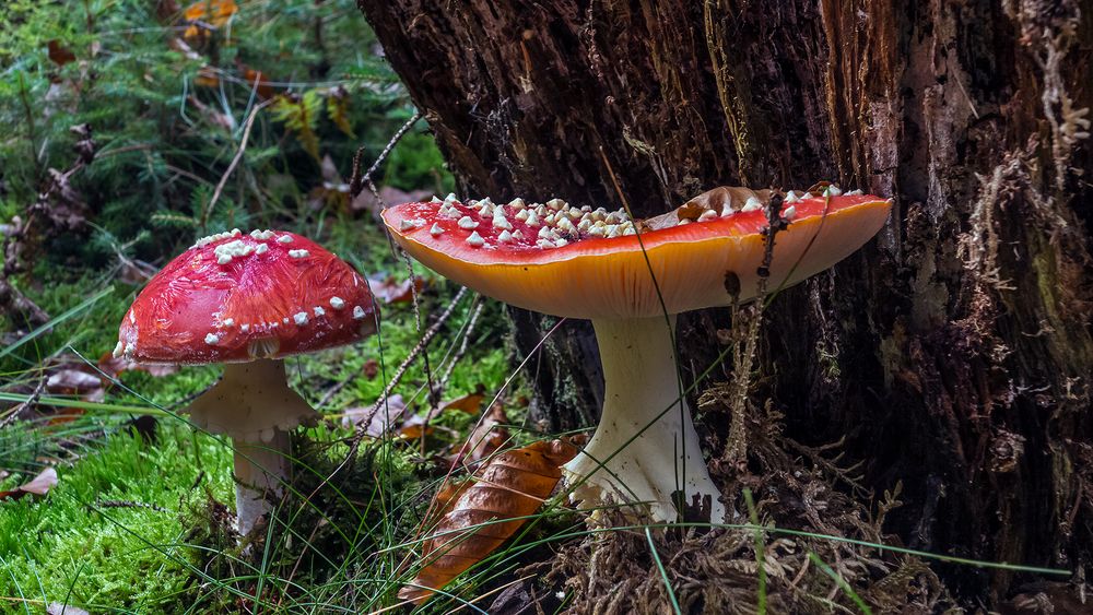 Beinahe hätte ich sie übersehen ... Foto & Bild | wald, natur, herbst ...