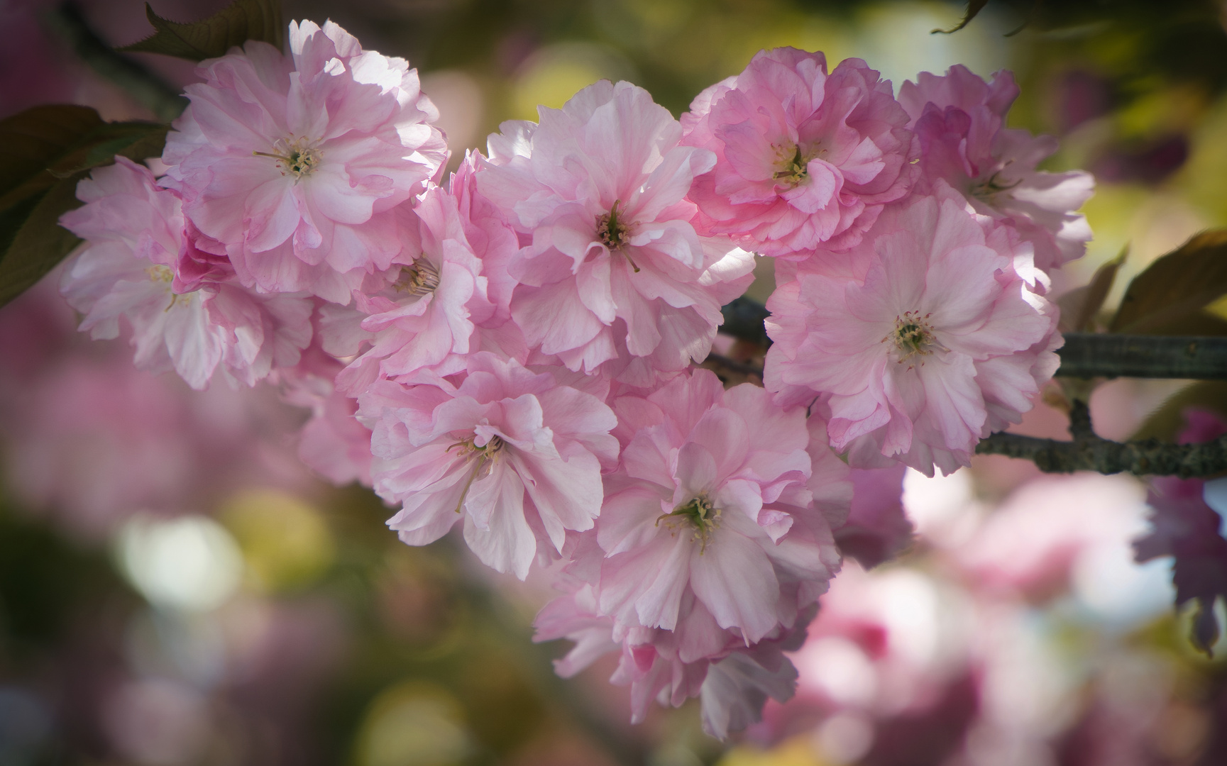 Beinahe schon kitschig Foto & Bild | frühling, natur, blüten Bilder auf ...