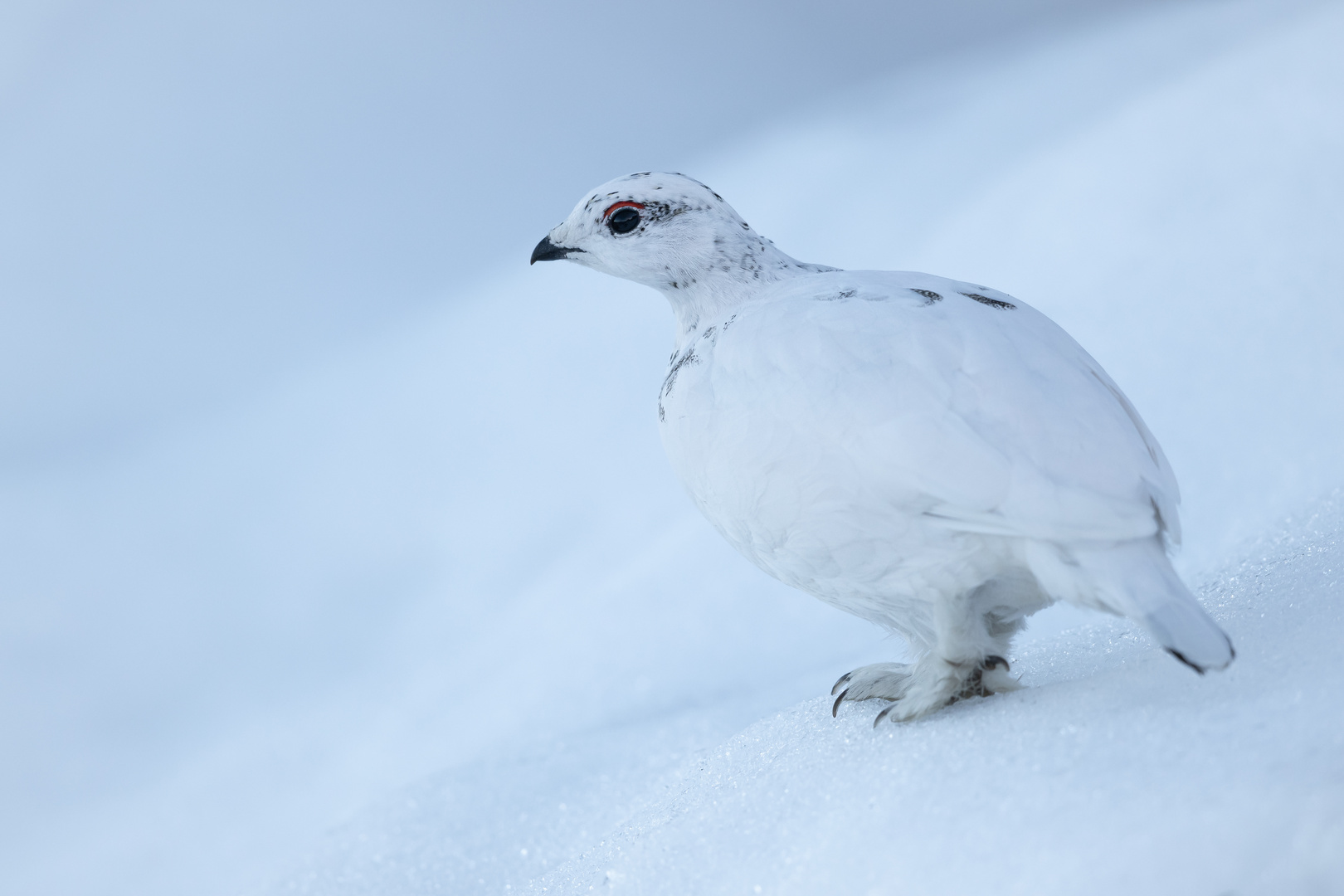 Beinahe Winterfest Foto & Bild | tiere, wildlife, wild lebende vögel ...