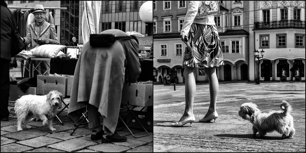 Beine mit Hund. Foto & Bild | streetfotografie mit menschen, street, menschen Bilder auf ...