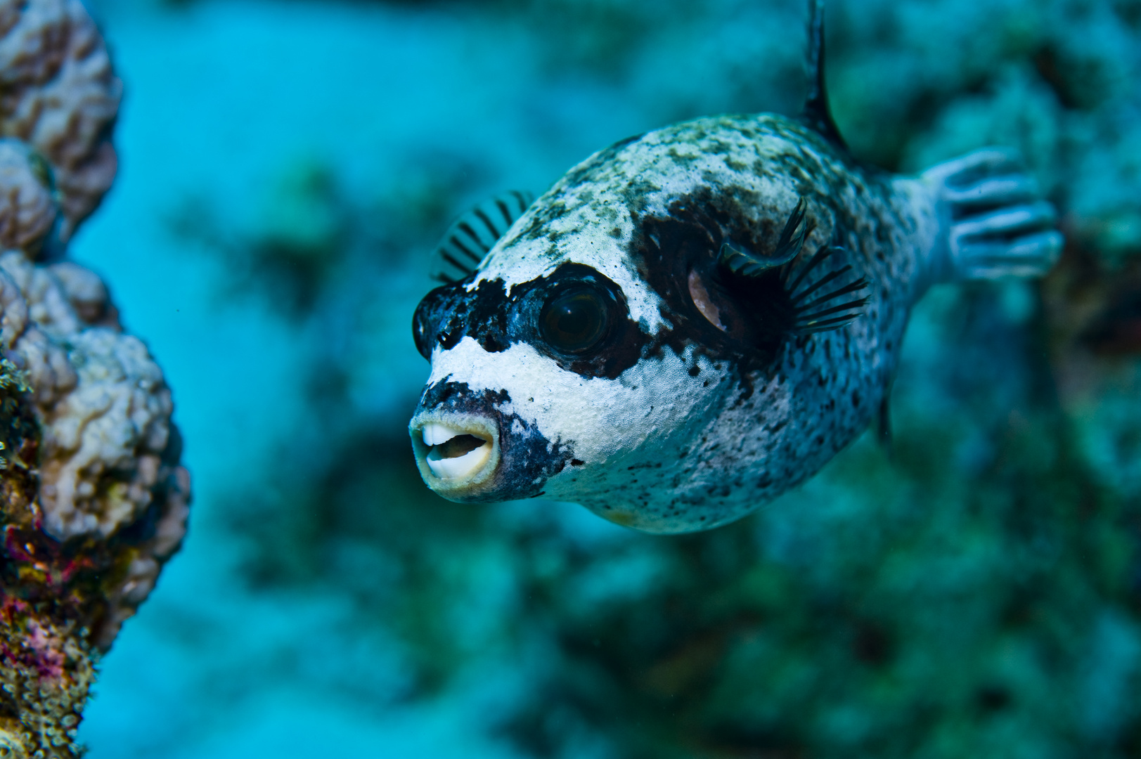 Beisser Foto & Bild | tiere, wildlife, fische Bilder auf fotocommunity