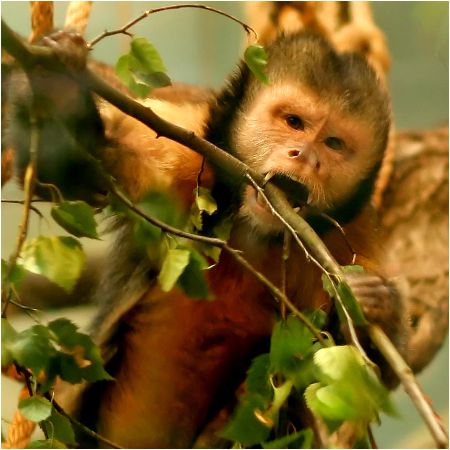 Beisser Foto & Bild | tiere, zoo, wildpark & falknerei, säugetiere ...