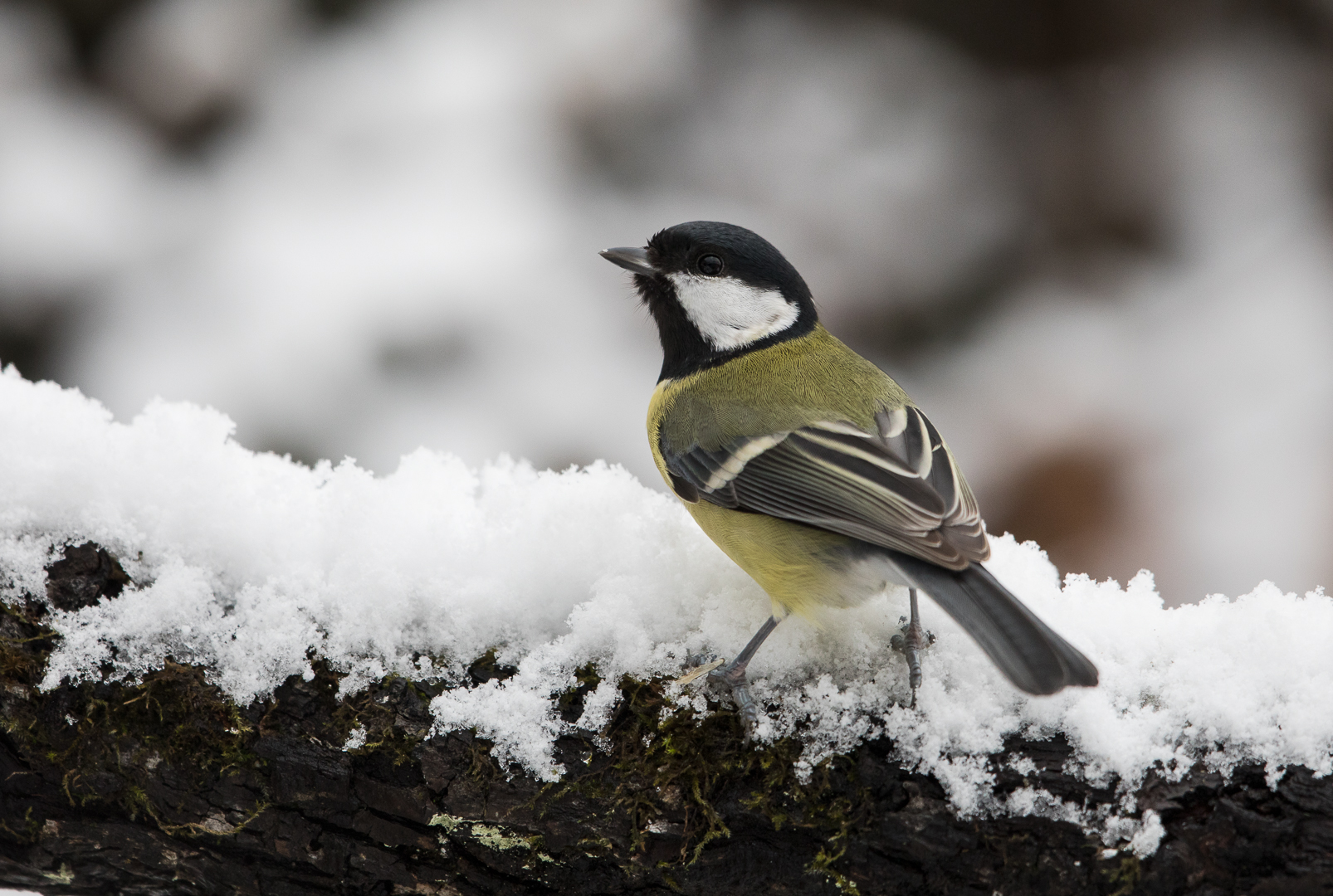 Beitrag zur Meisen - Meise ... Foto & Bild | tiere, wildlife, wildlife ...