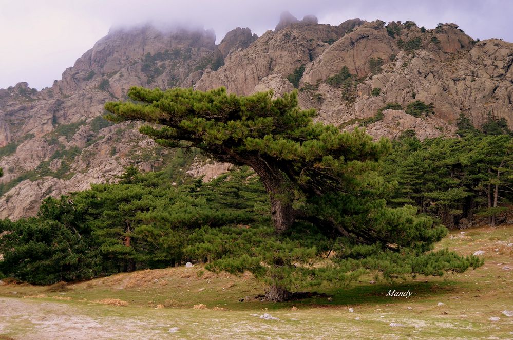 bel arbre .. photo et image | arbres, arbre, corse Images fotocommunity