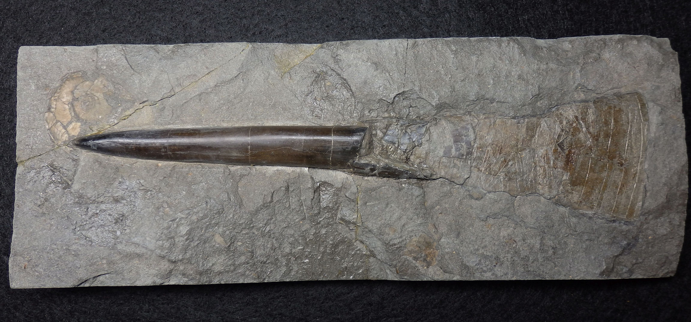 Belemnit aus der Jurazeit - Acrocoelites trisulculosus (SIMPSON) Foto ...