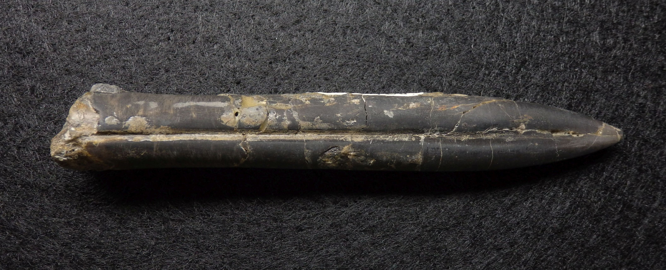 Belemnit aus der Jurazeit - Belemnopsis subhastata Foto & Bild ...