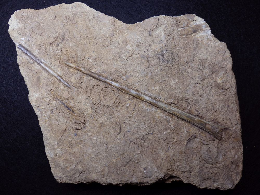 Belemnit aus der Jurazeit - Cuspiteuthis tubularis Foto & Bild ...