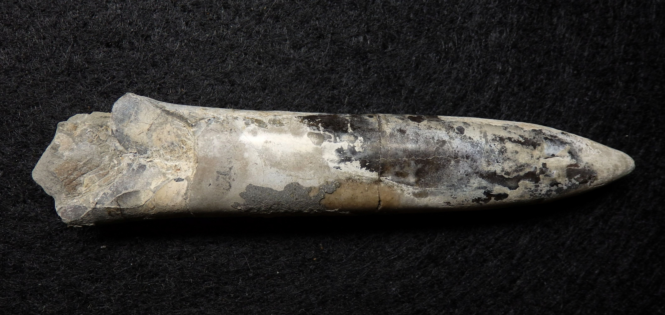 Belemnit aus der Jurazeit - Dactyloteuthis wrighti Foto & Bild ...