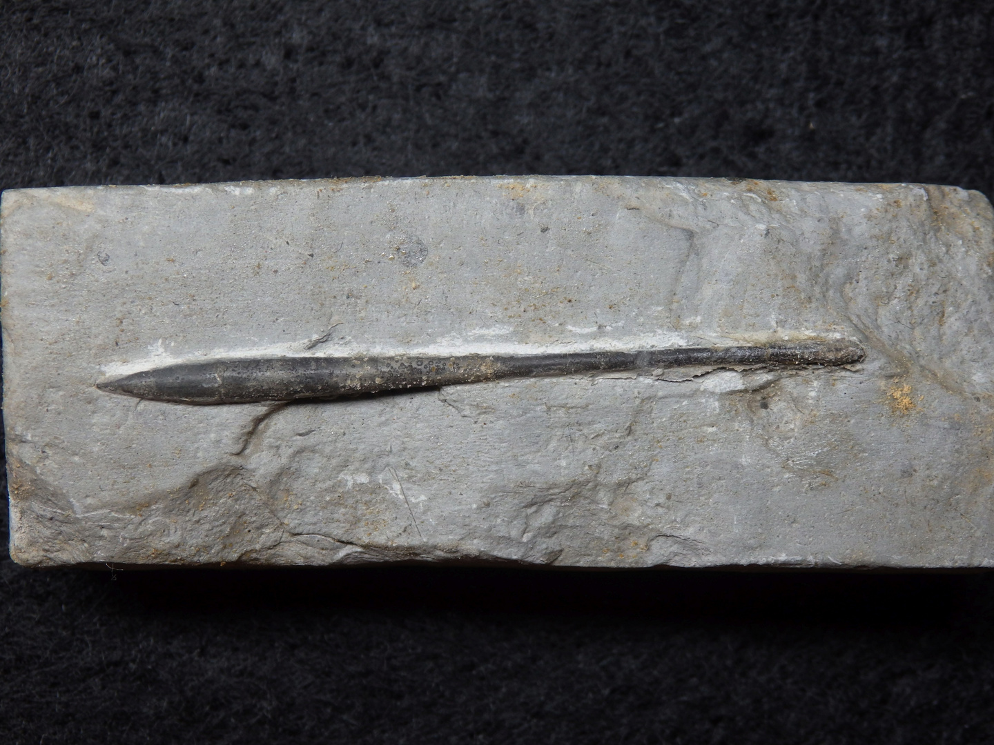 Belemnit aus der Jurazeit - Hastites clavatus Foto & Bild | sonstiges ...