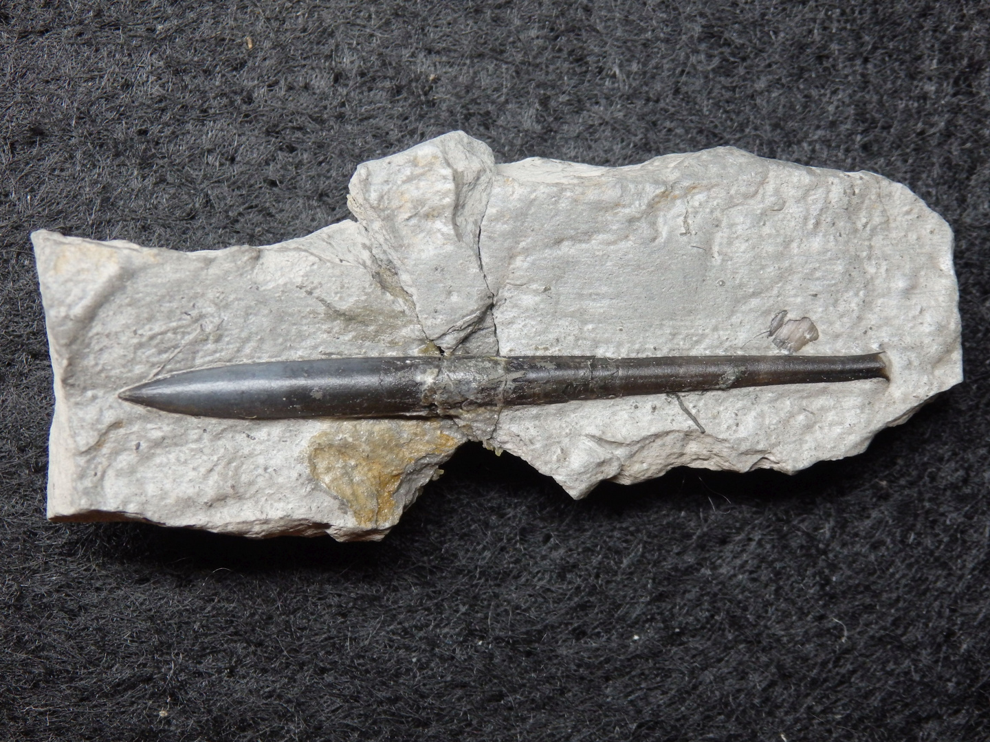 Belemnit aus der Jurazeit - Hastites clavatus Foto & Bild | sonstiges ...