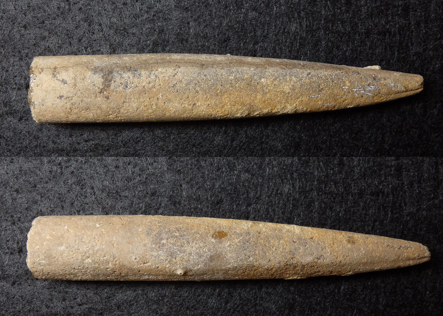 Belemnit aus der Jurazeit - Passaloteuthis elongata Foto & Bild ...