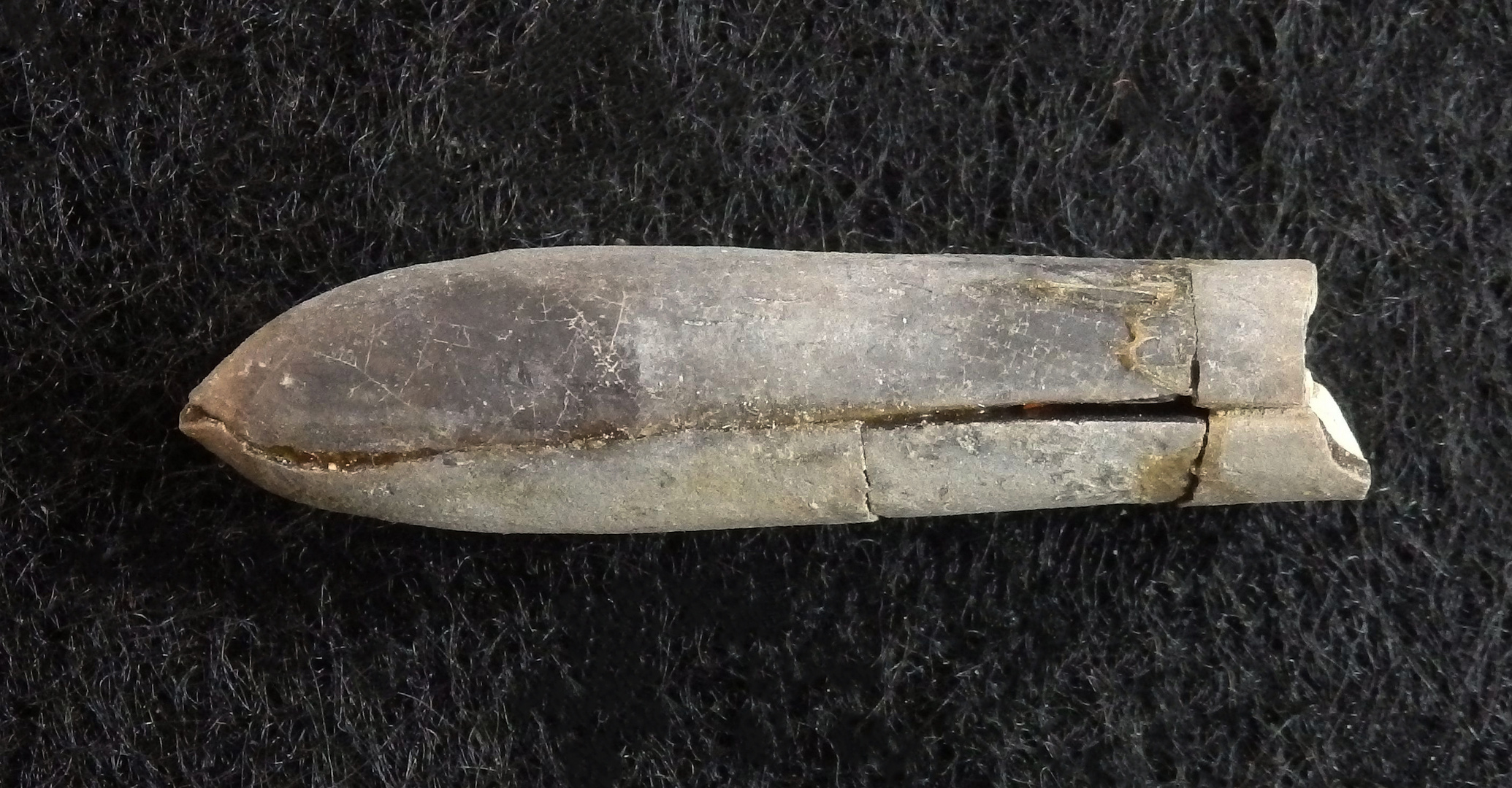 Belemnit aus der Jurazeit - Produvalia argoviana Foto & Bild ...