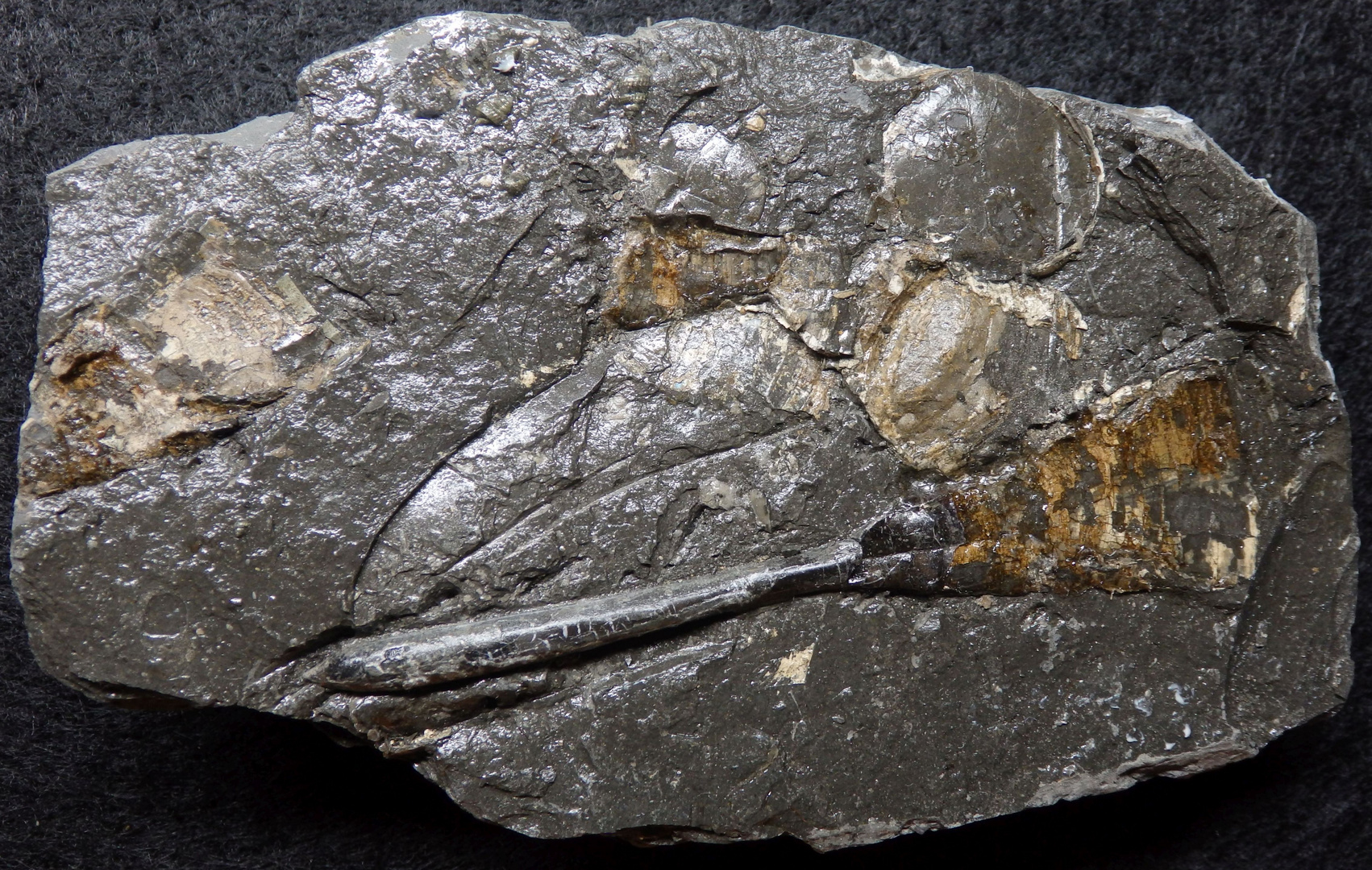 Belemnit aus der Jurazeit - Rhabdobelus neumarktensis Foto & Bild ...