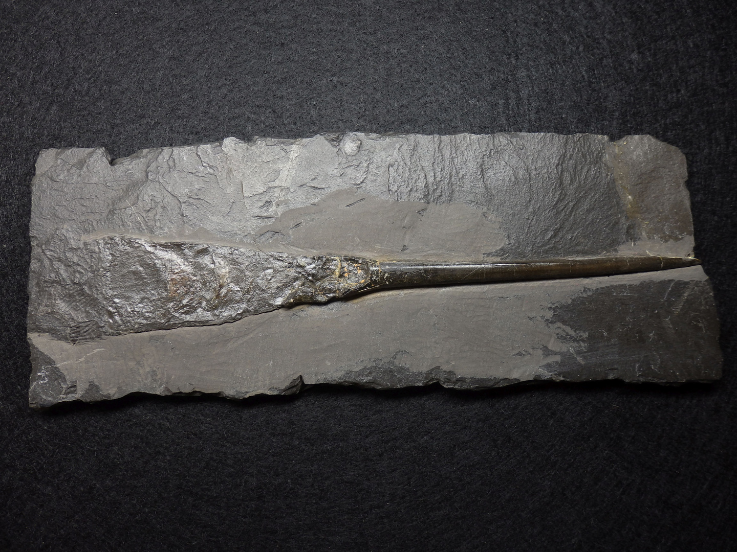 Belemnit aus der Jurazeit - Youngibelus tubularis Foto & Bild | natur ...