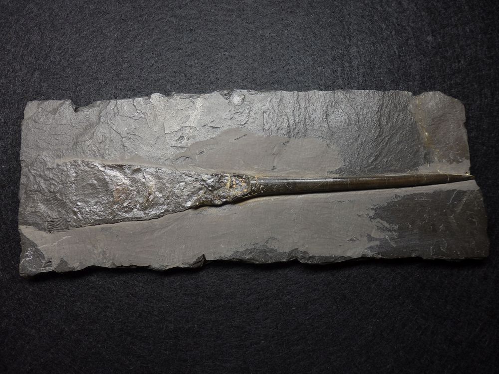 Belemnit aus der Jurazeit - Youngibelus tubularis Foto & Bild | natur ...