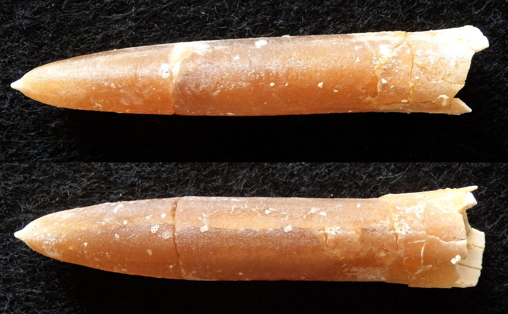 Belemnit aus der Kreidezeit - Belemnitella junior Foto & Bild ...