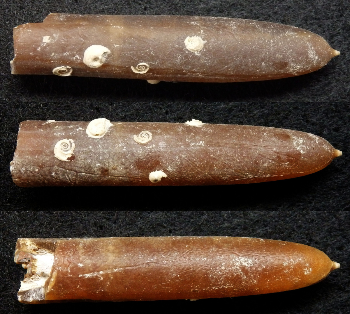 Belemnit aus der Kreidezeit - Belemnitella mucronata Foto & Bild ...