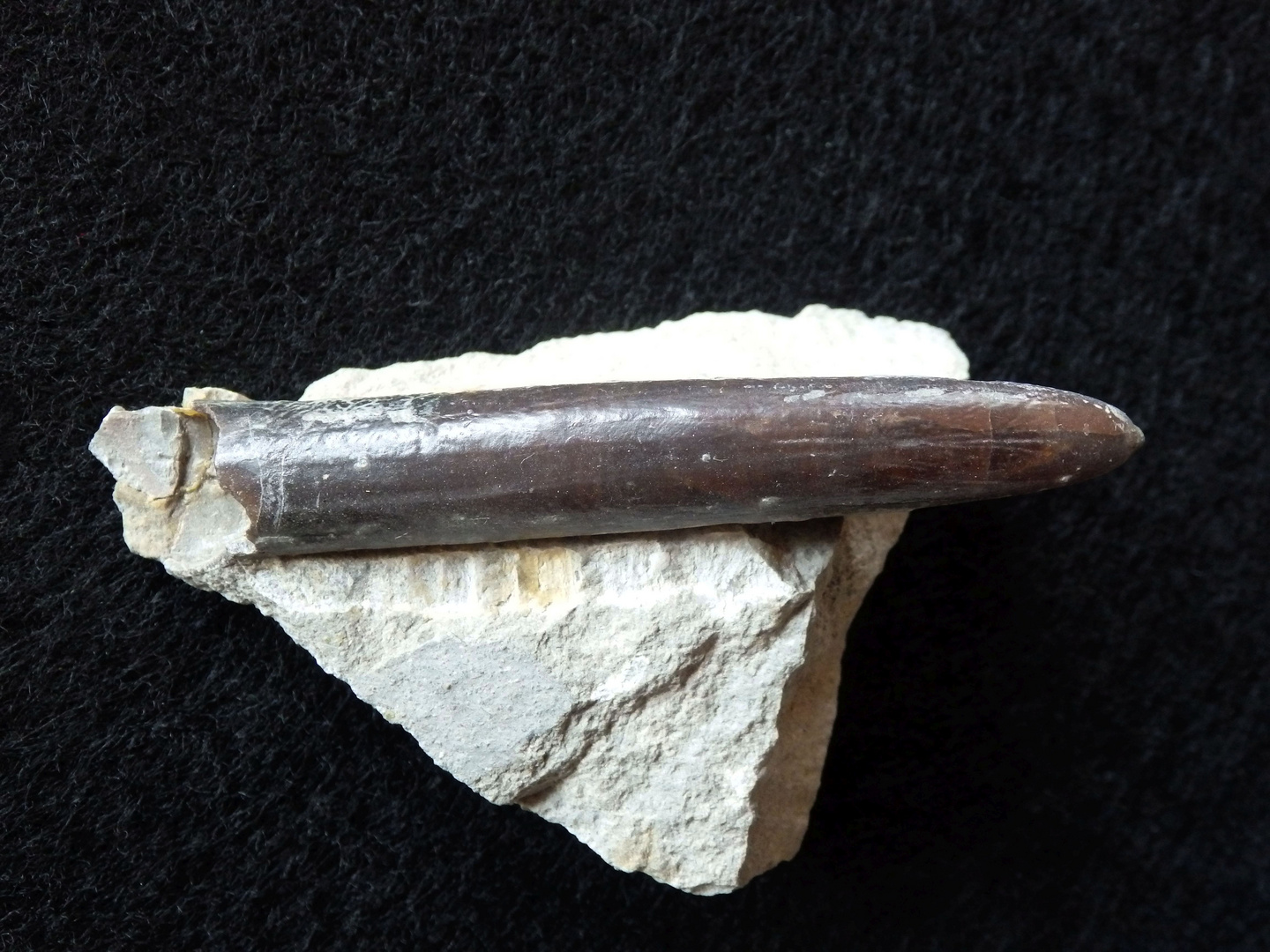 Belemnit aus der Kreidezeit - Belemnitella mucronata Foto & Bild ...