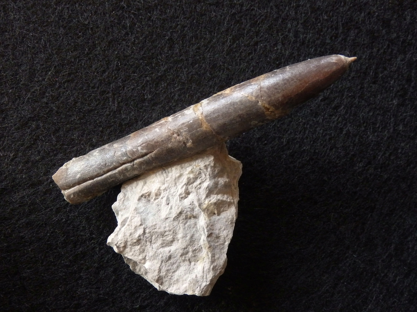 Belemnit aus der Kreidezeit - Belemnitella mucronata Foto & Bild ...