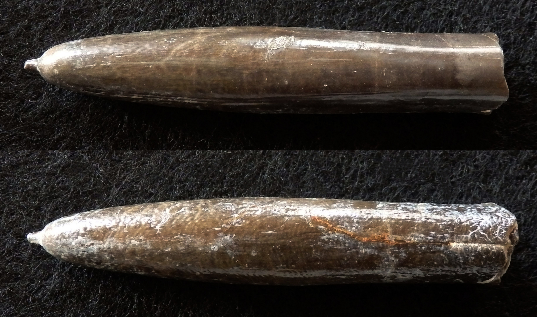 Belemnit aus der Kreidezeit - Belemnitella mucronata Foto & Bild ...