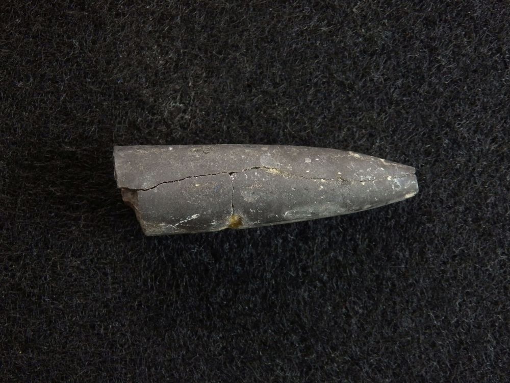 Belemnit aus der Kreidezeit - Conobelus cf. strangulatus Foto & Bild ...