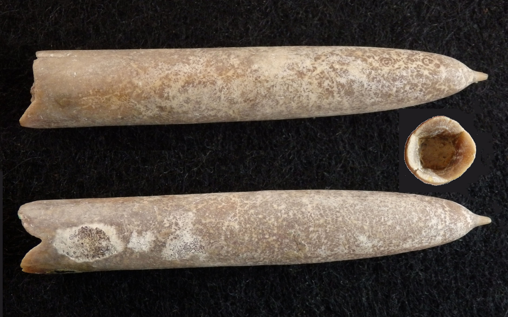 Belemnit aus der Kreidezeit - Gonioteuthis quadrata Foto & Bild ...