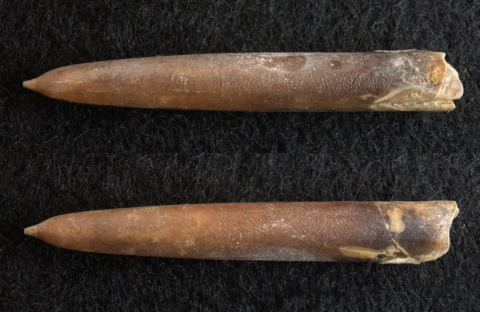 Belemnit aus der Kreidezeit - Gonioteuthis quadrata gracilis Foto ...