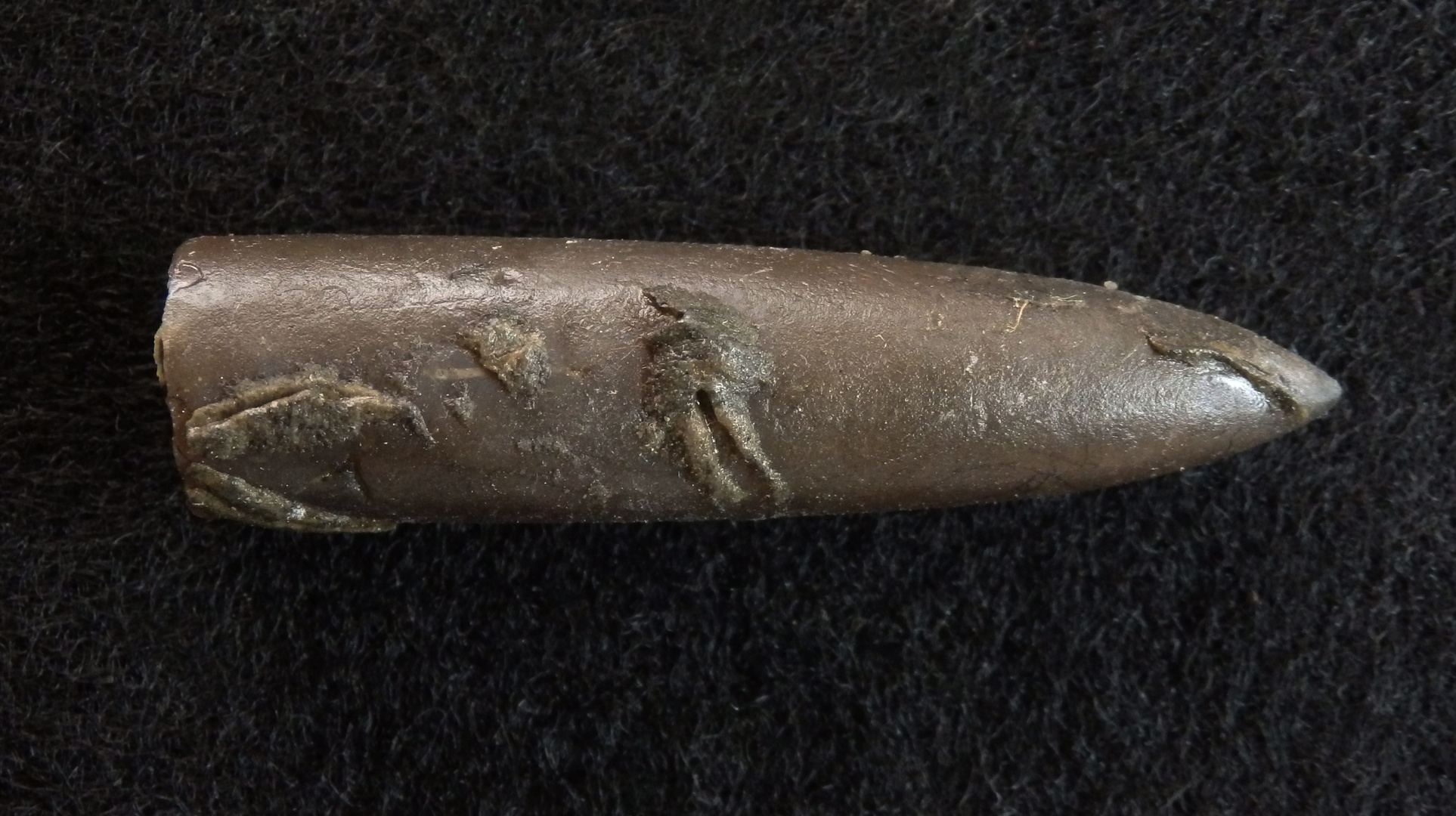 Belemnit aus der Kreidezeit - Neohibolites cf. ewaldi Foto & Bild ...