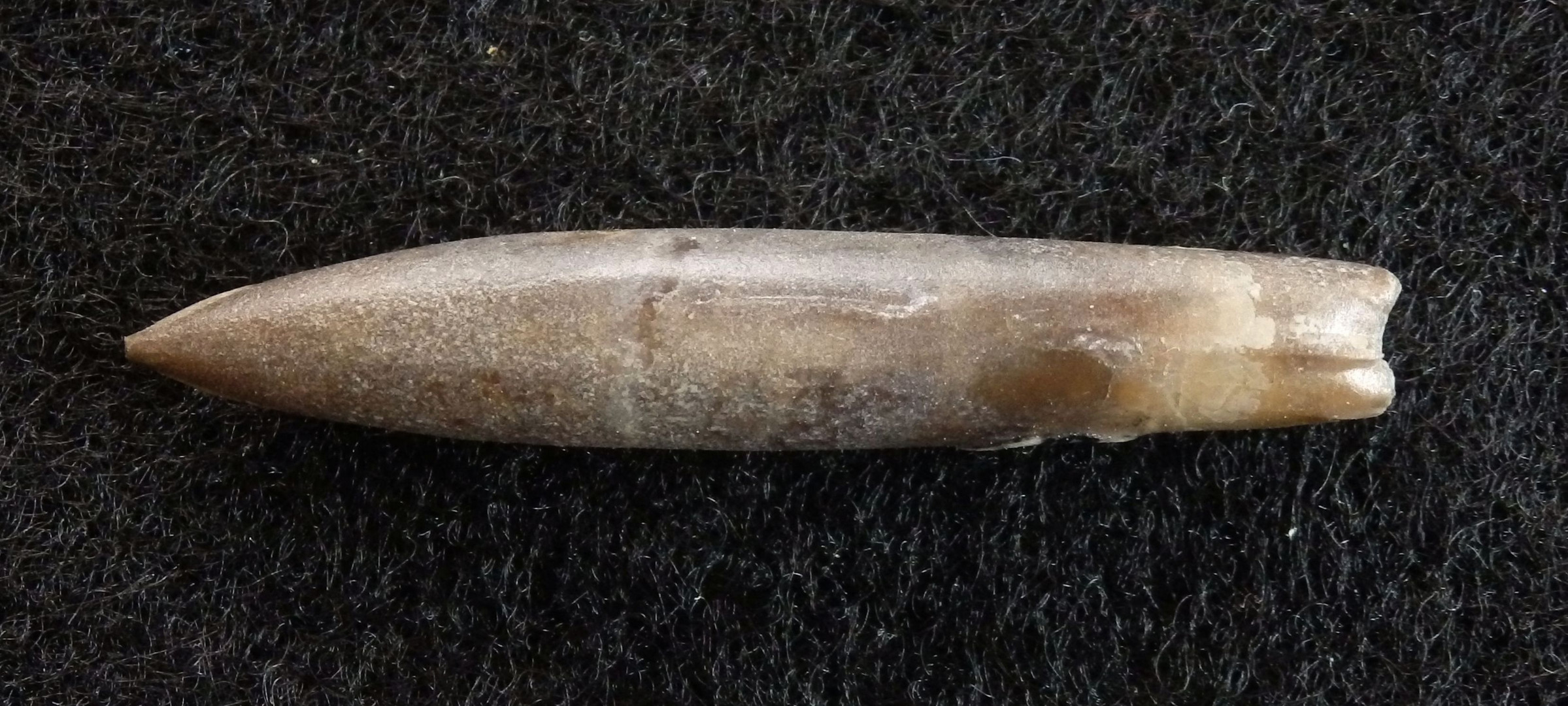 Belemnit aus der Kreidezeit - Neohibolites cf. semicanaliculatus Foto ...