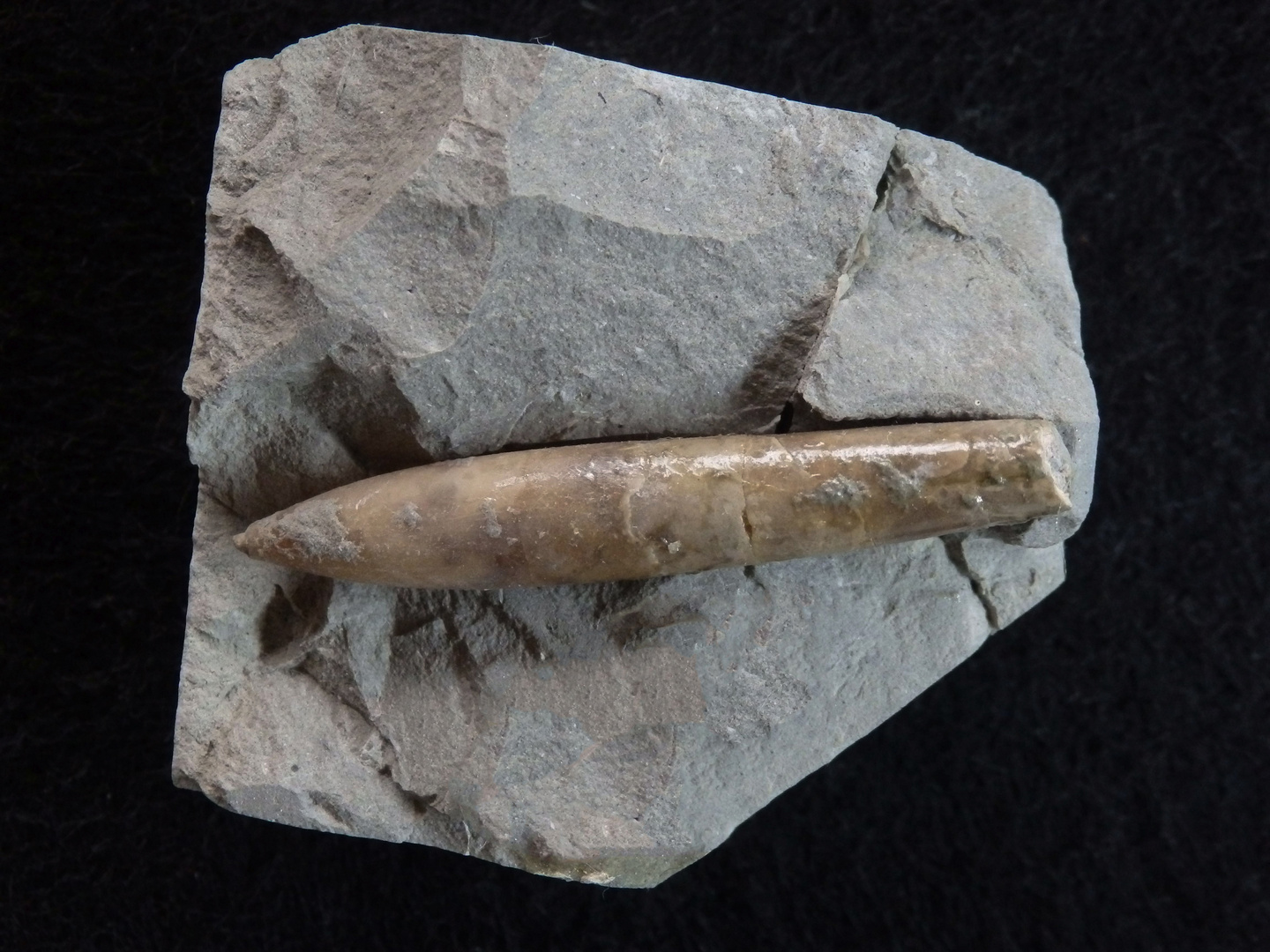 Belemnit aus der Kreidezeit - Neohibolites ultimus Foto & Bild ...