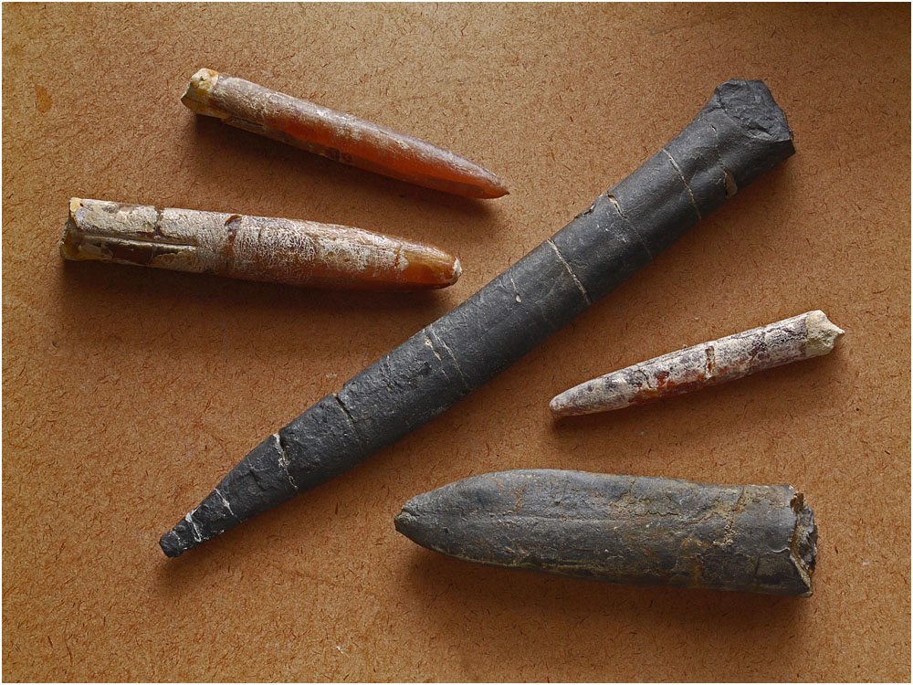 Belemniten Foto & Bild | sonstiges, fossilien & präparate, fossilien ...